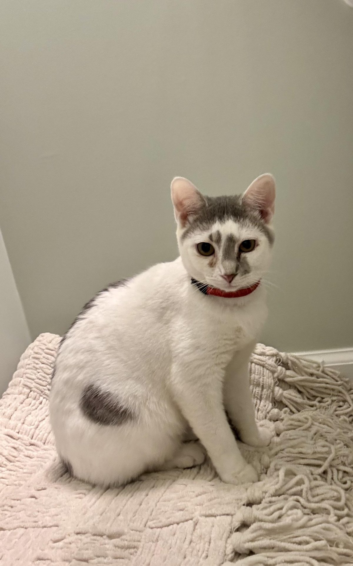 See Adoptable Pets - Suffolk Humane Society